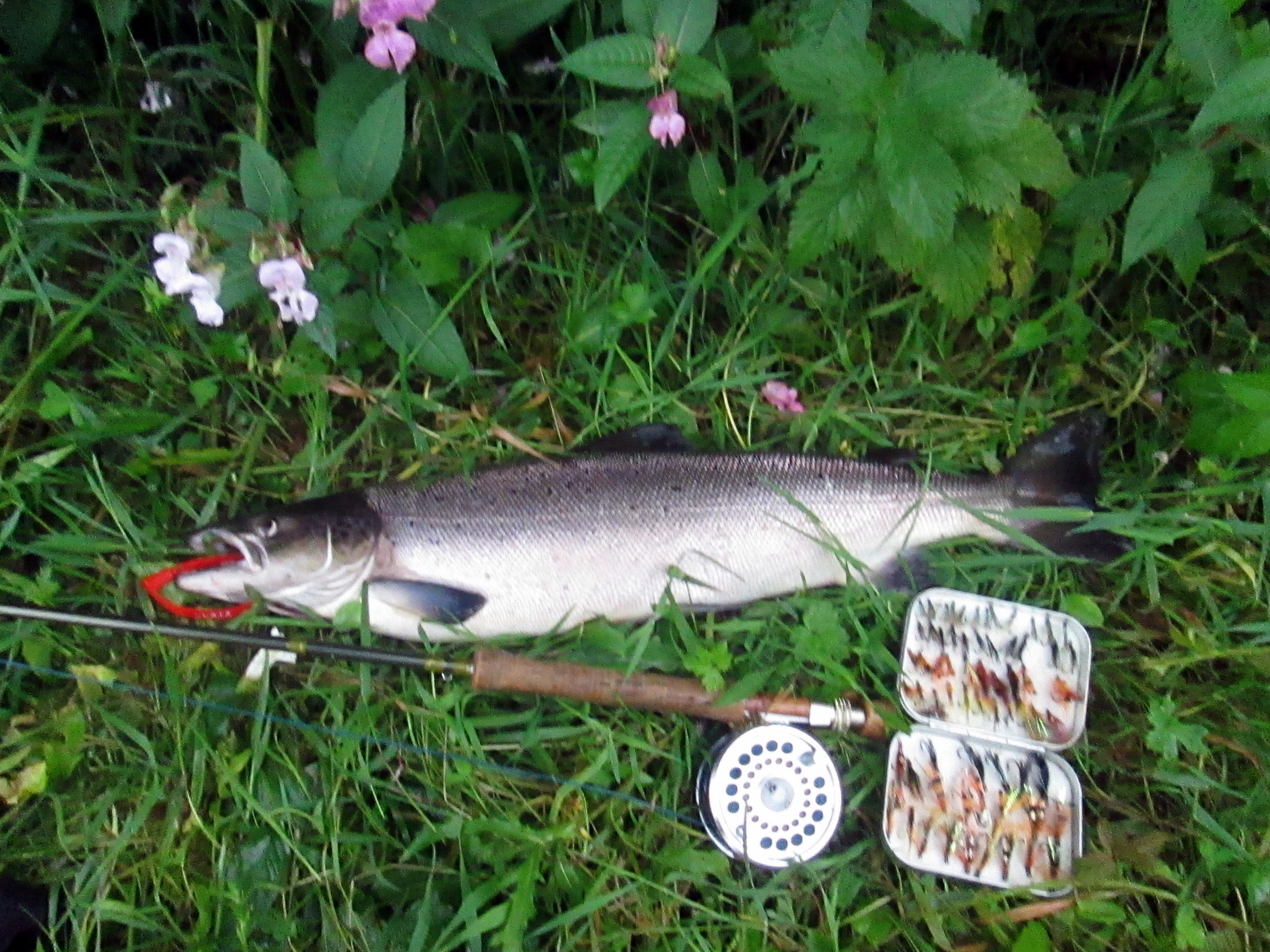 Angling 23 pic of August salmon from the River Leven – THE DEMOCRAT
