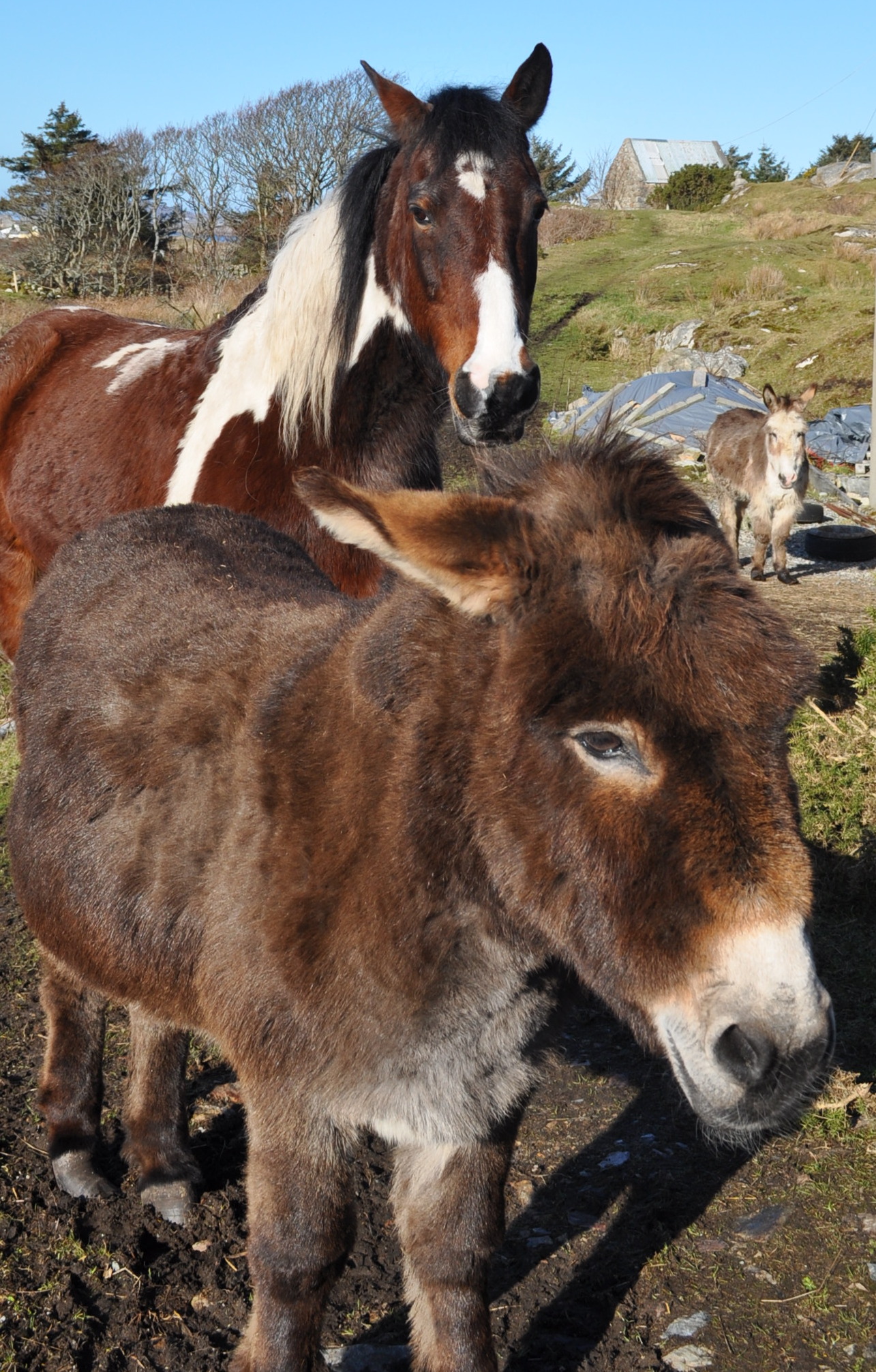 Donegal donkeys – THE DEMOCRAT