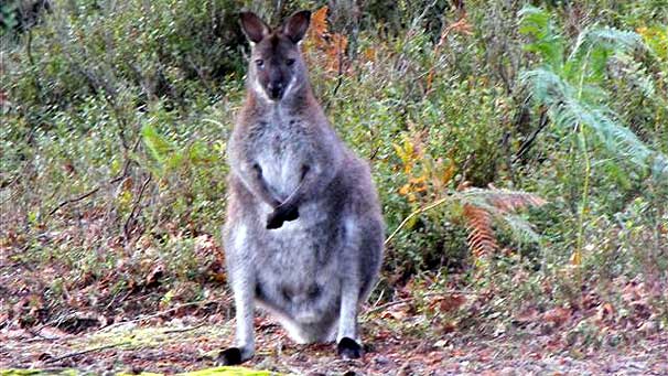 Wallabies on Inchconnachan 1 – THE DEMOCRAT