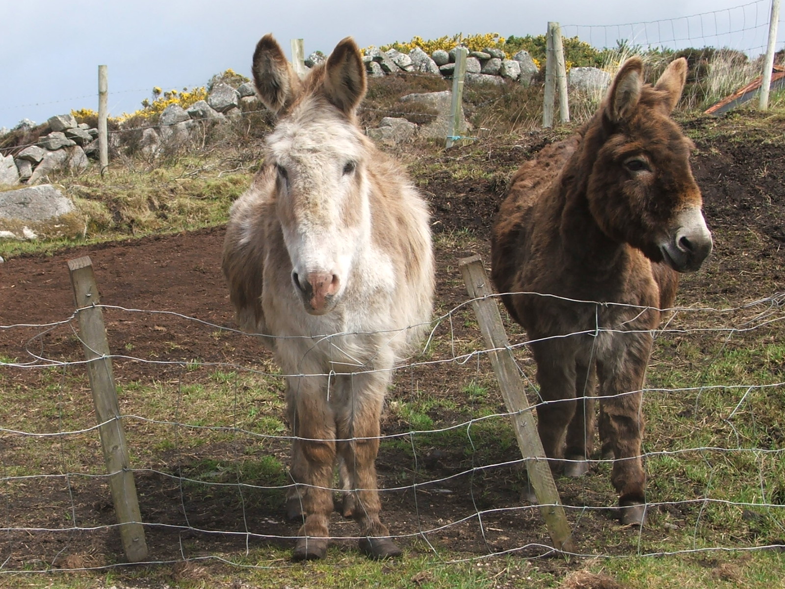 Bill in Connemara DONKEYS in Donegal – THE DEMOCRAT